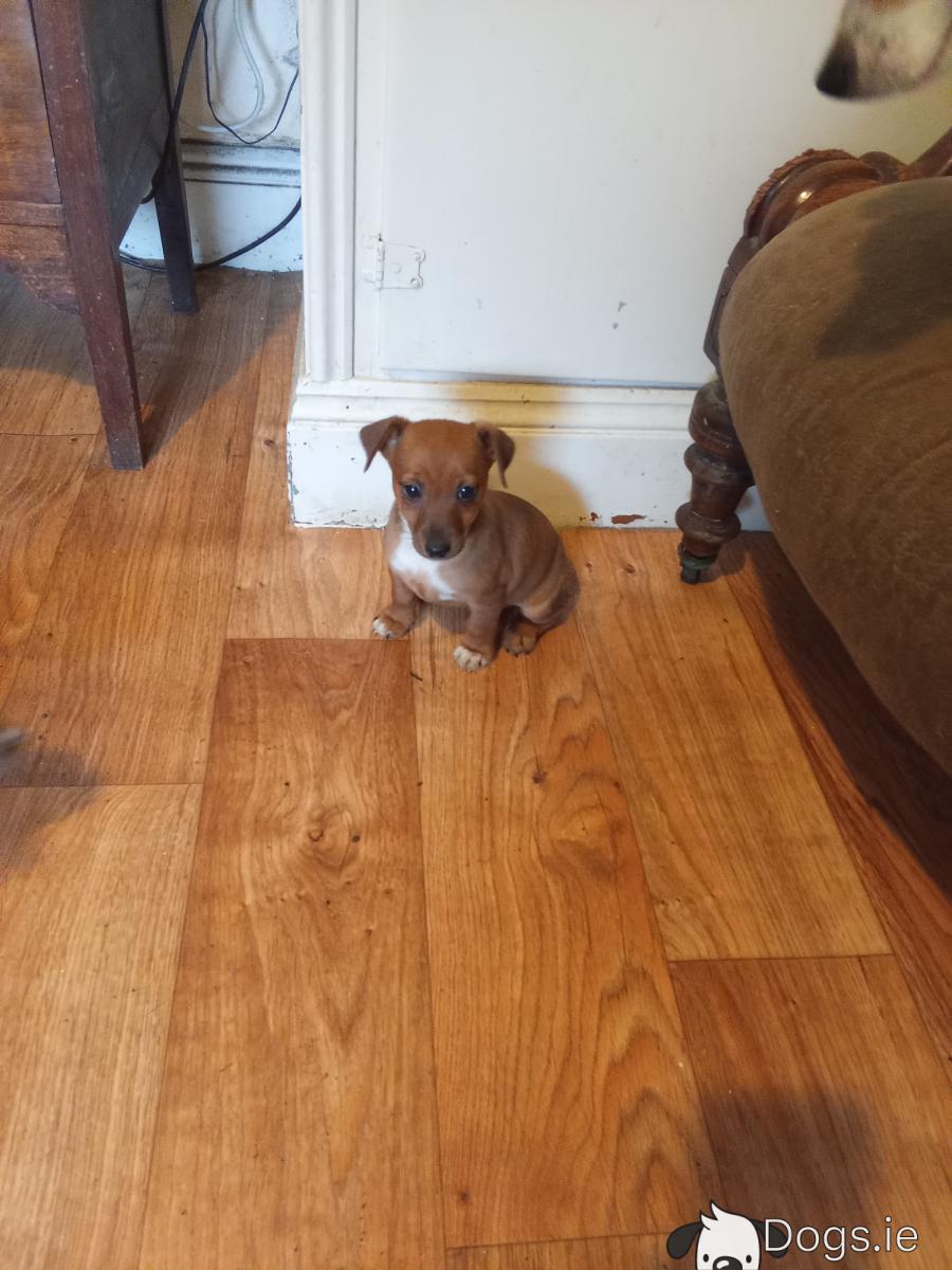 Lovely Jack Russell Terrier puppies in Tipperary - dogs.ie
