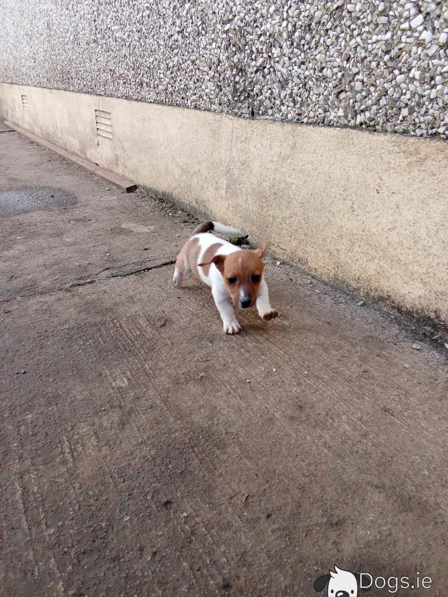 Lovely Jack Russell Terrier puppies in Tipperary - dogs.ie