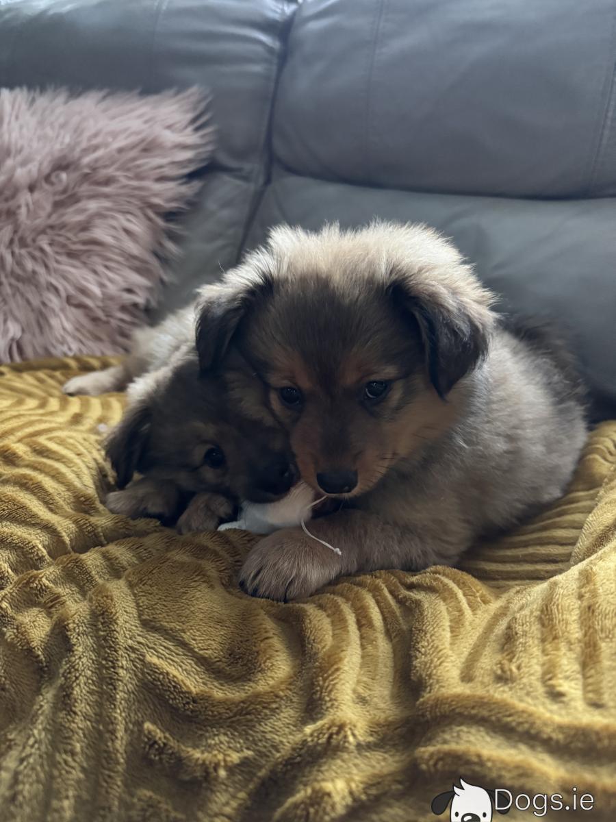 Pomeranian Puppies – Boys - dogs.ie