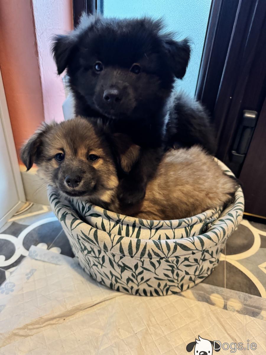 Pomeranian Puppies – Boys - dogs.ie