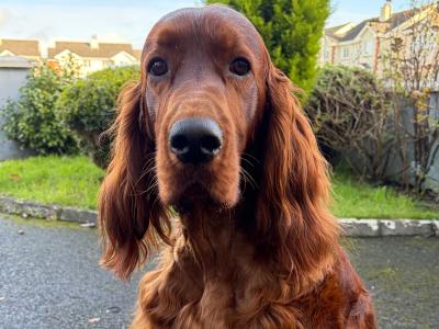 Puppies & Dogs for sale in Ireland - Dogs.ie - dogs.ie