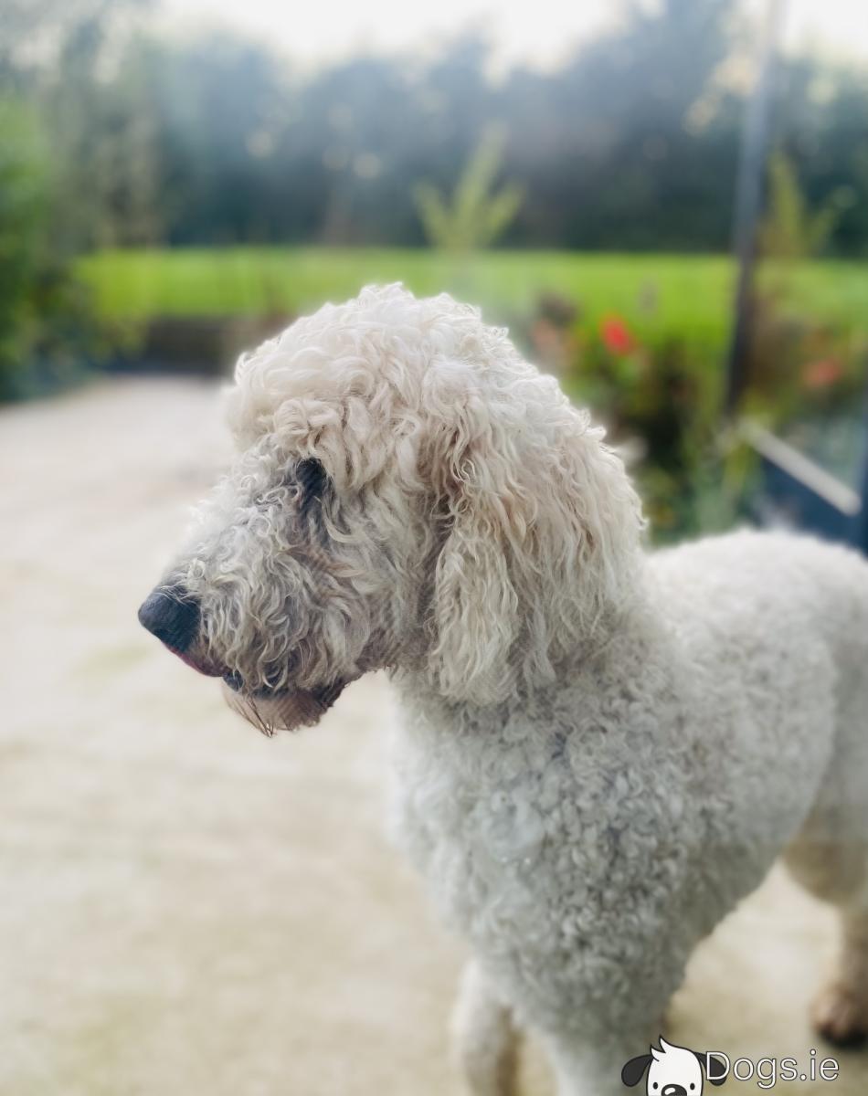 Valentino The Poodle - dogs.ie