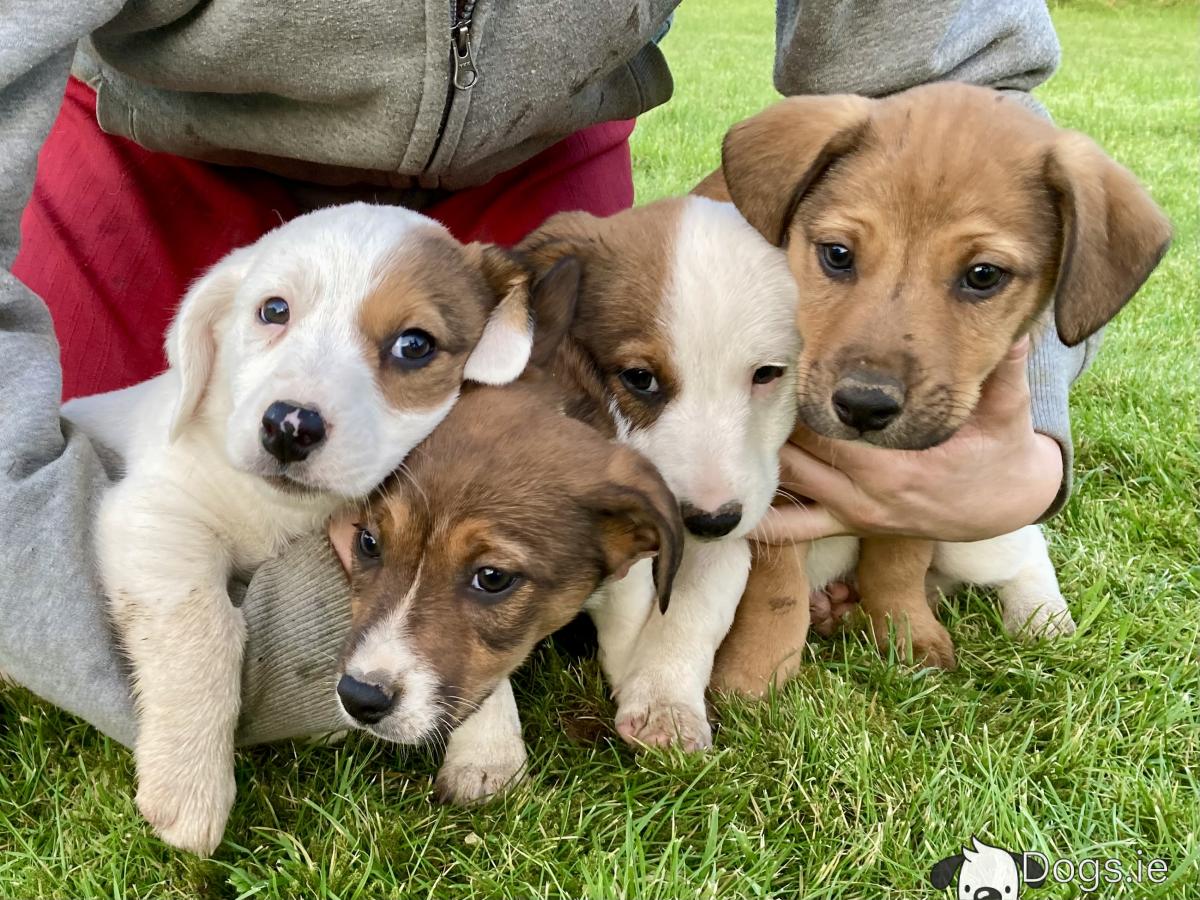 Jack Russell x Border Collie puppies in Waterford - dogs.ie