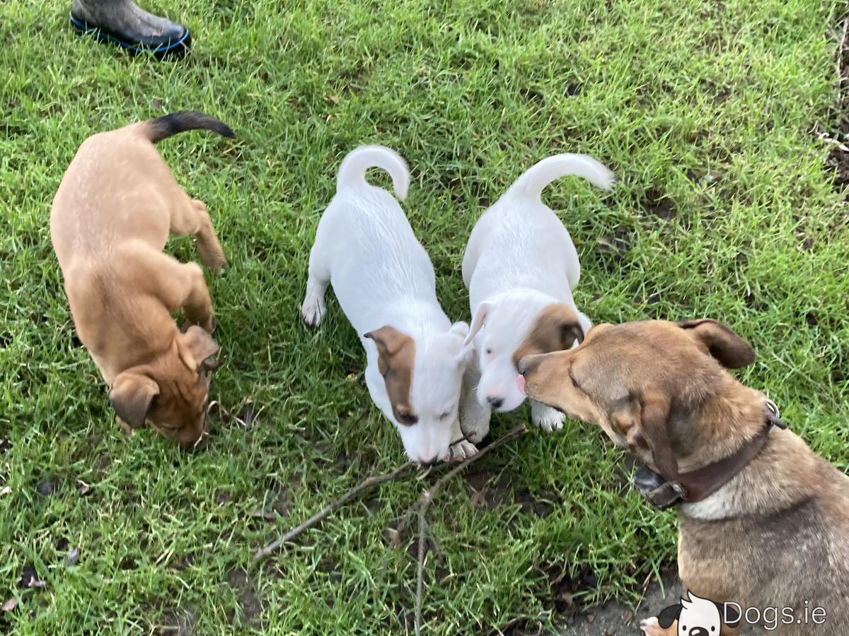 Jack Russell x Border Collie puppies in Waterford - dogs.ie