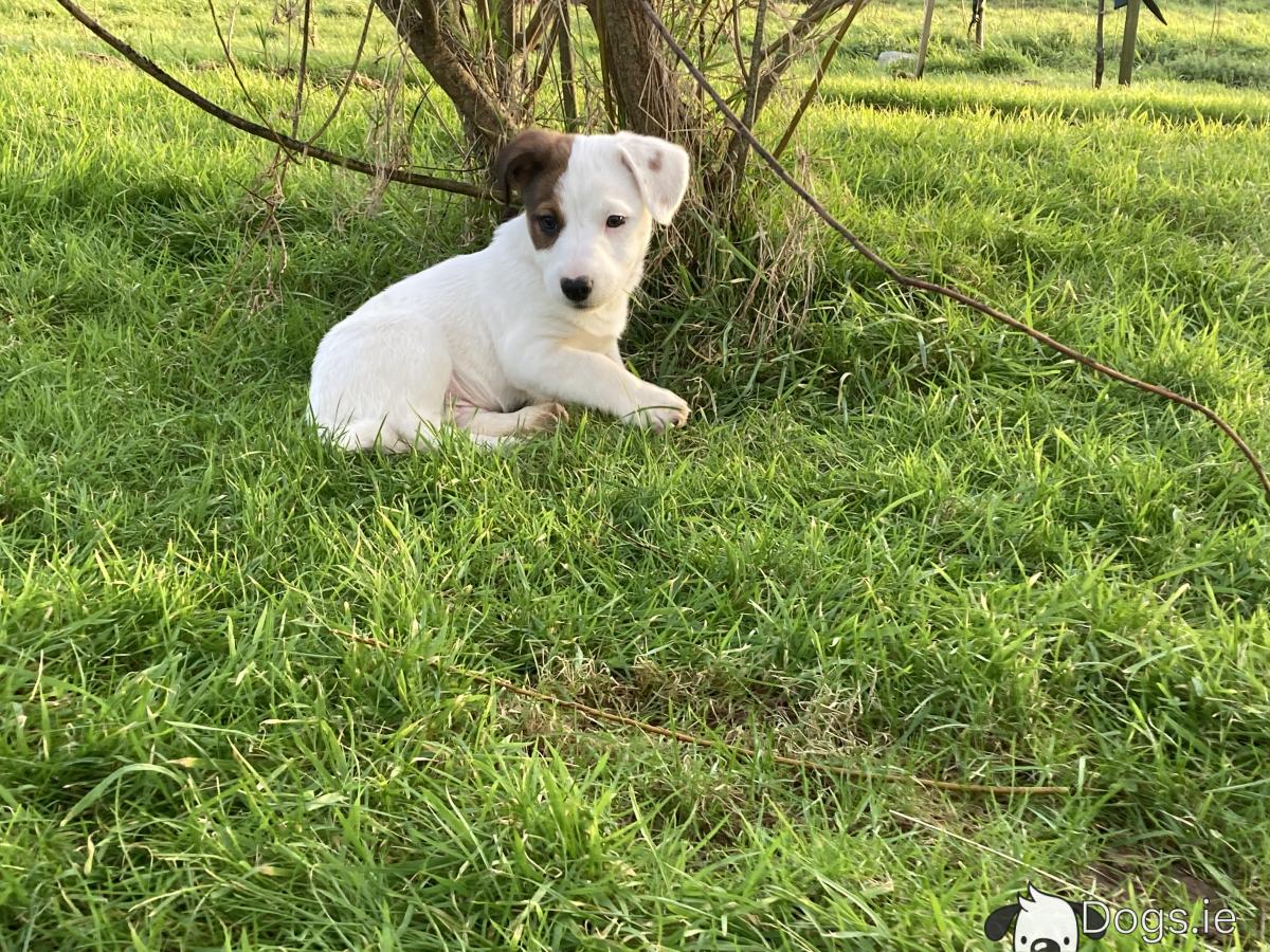 Jack Russell x Border Collie puppies in Waterford - dogs.ie