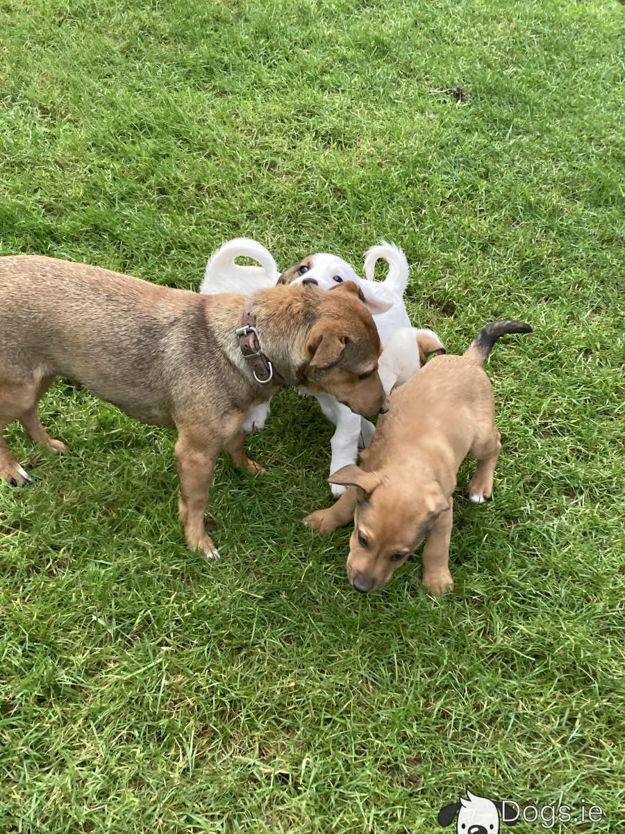Jack Russell x Border Collie puppies in Waterford - dogs.ie