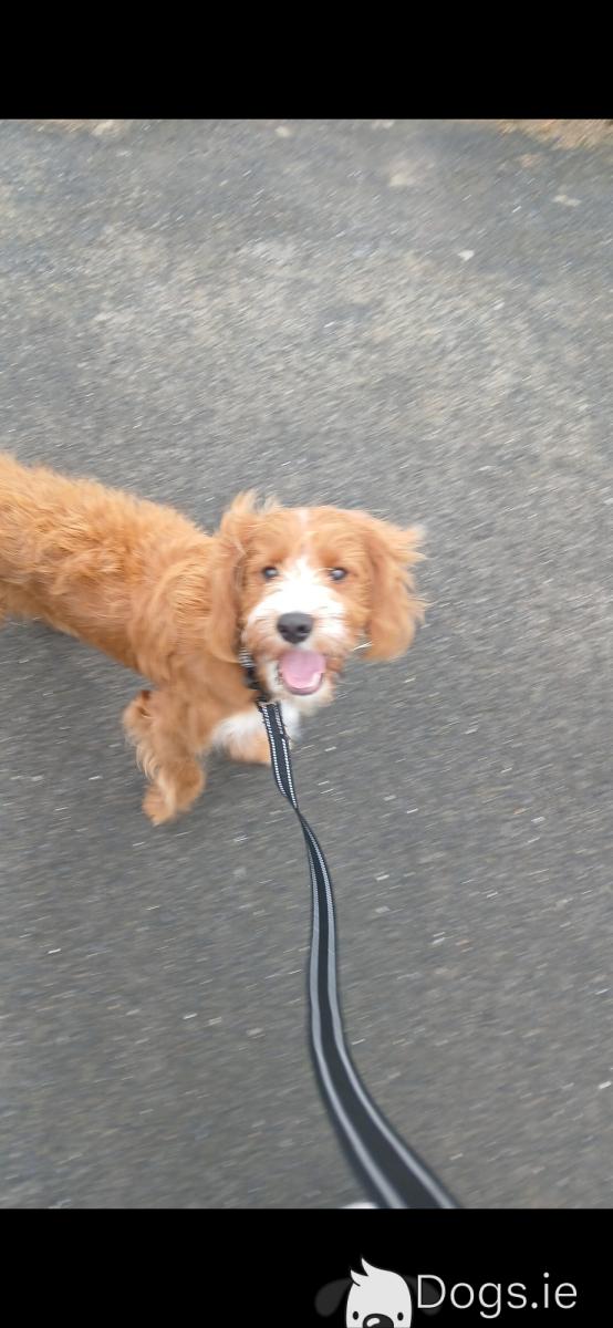 Male Cavapoo Dog €300 for stud in Westmeath - dogs.ie