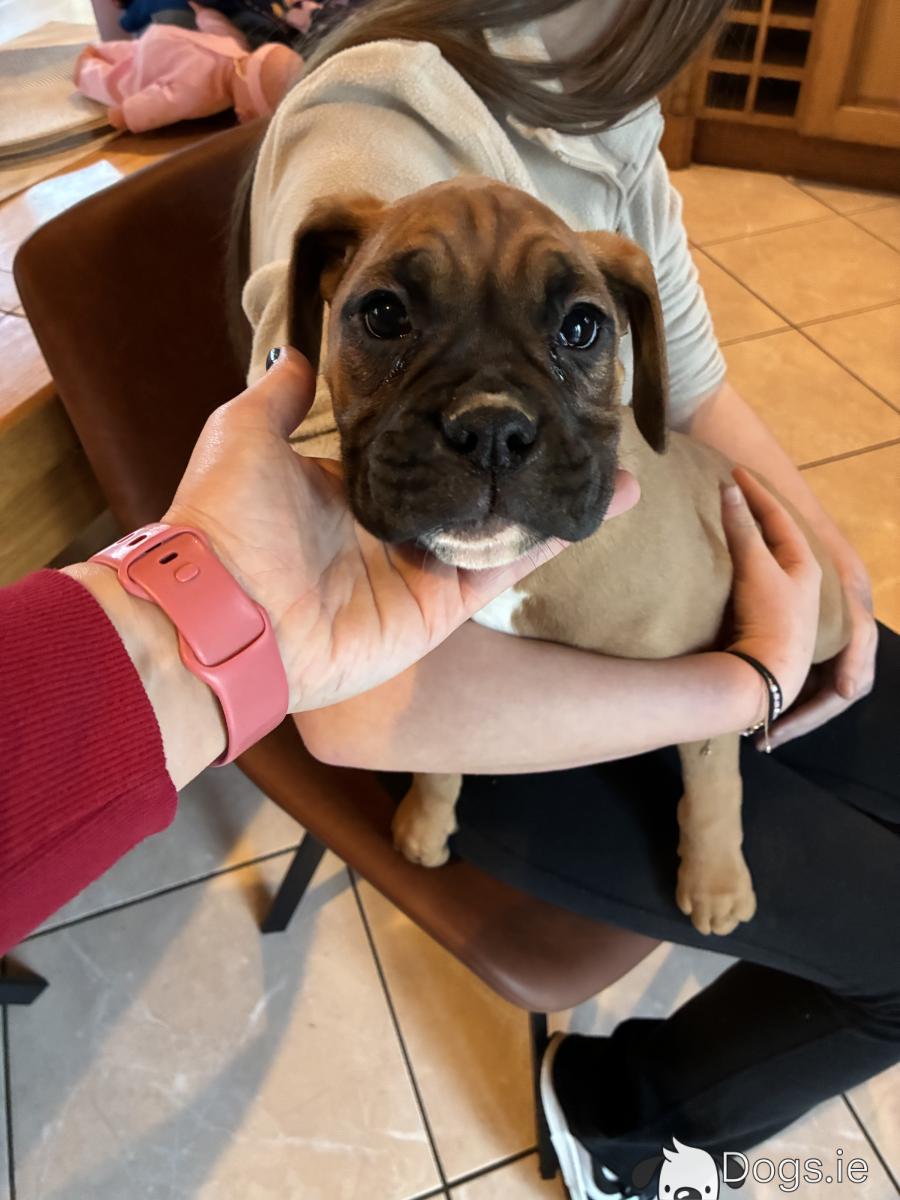 IKC Registered (Pending) female Boxer pup for sale in Offaly - dogs.ie