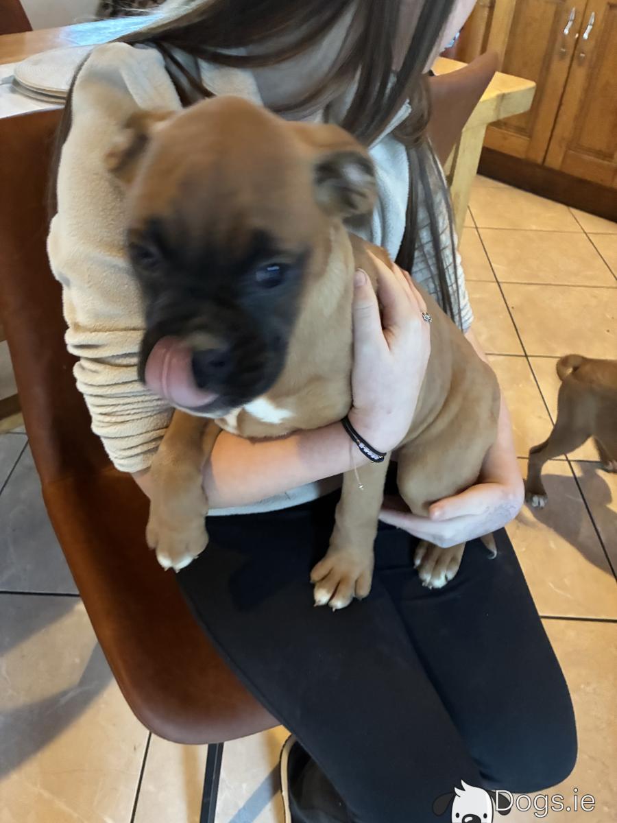 IKC Registered (Pending) female Boxer pup for sale in Offaly - dogs.ie