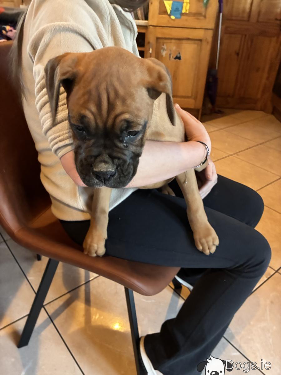 IKC Registered (Pending) female Boxer pup for sale in Offaly - dogs.ie