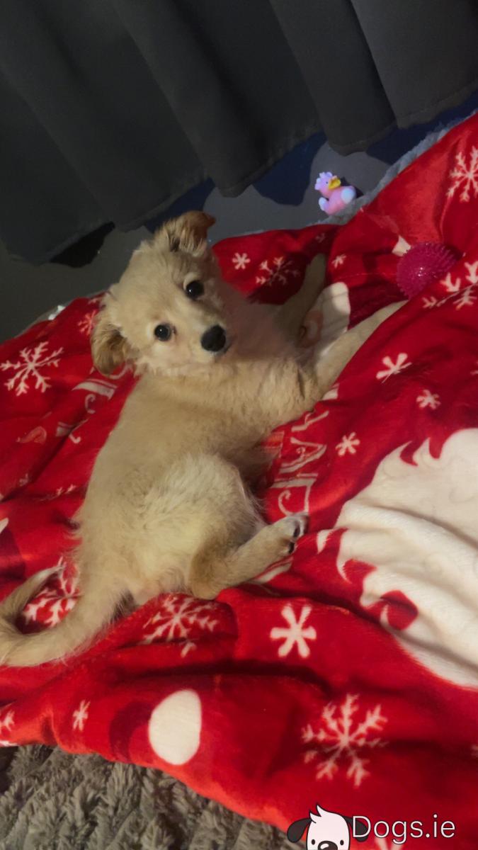 Female Pomeranian x Cockapoo puppy in Dublin - dogs.ie