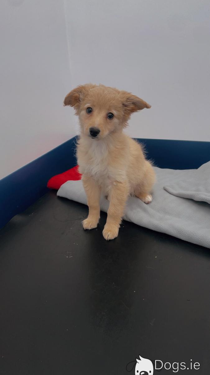 Female Pomeranian x Cockapoo puppy in Dublin - dogs.ie