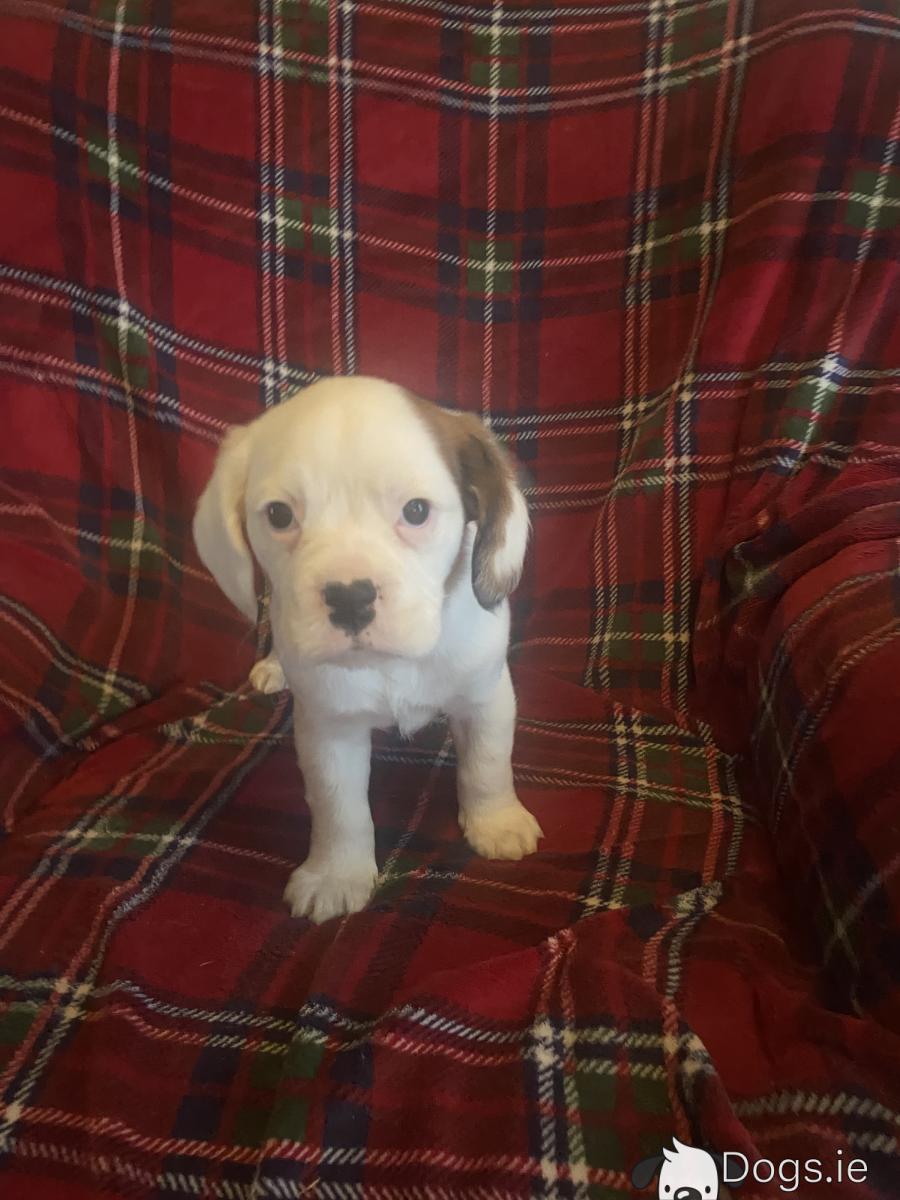 Beautiful Rare Boxer x King Charles Spaniel puppies - dogs.ie