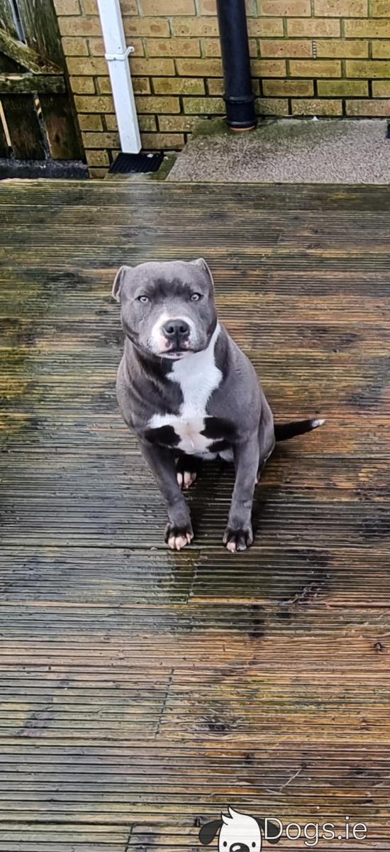 Female Staffordshire Bull Terrier in Down - dogs.ie