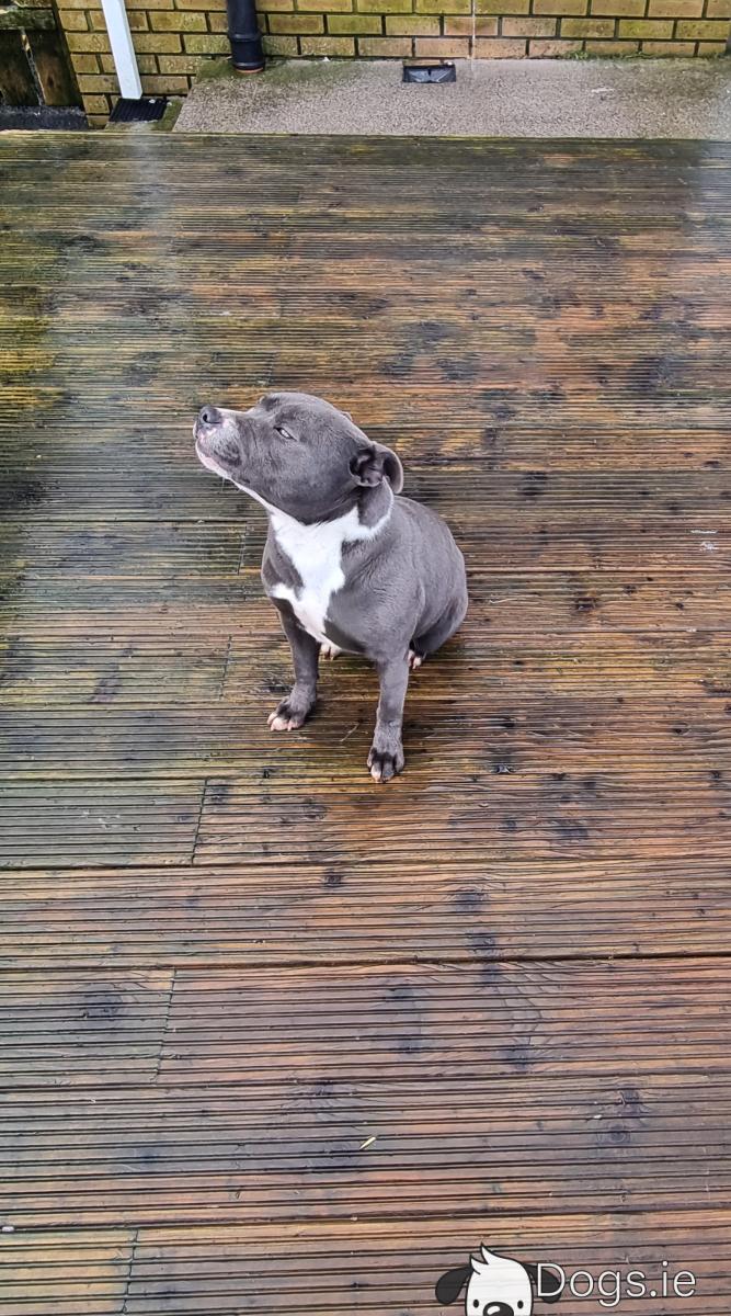 Female Staffordshire Bull Terrier in Down - dogs.ie