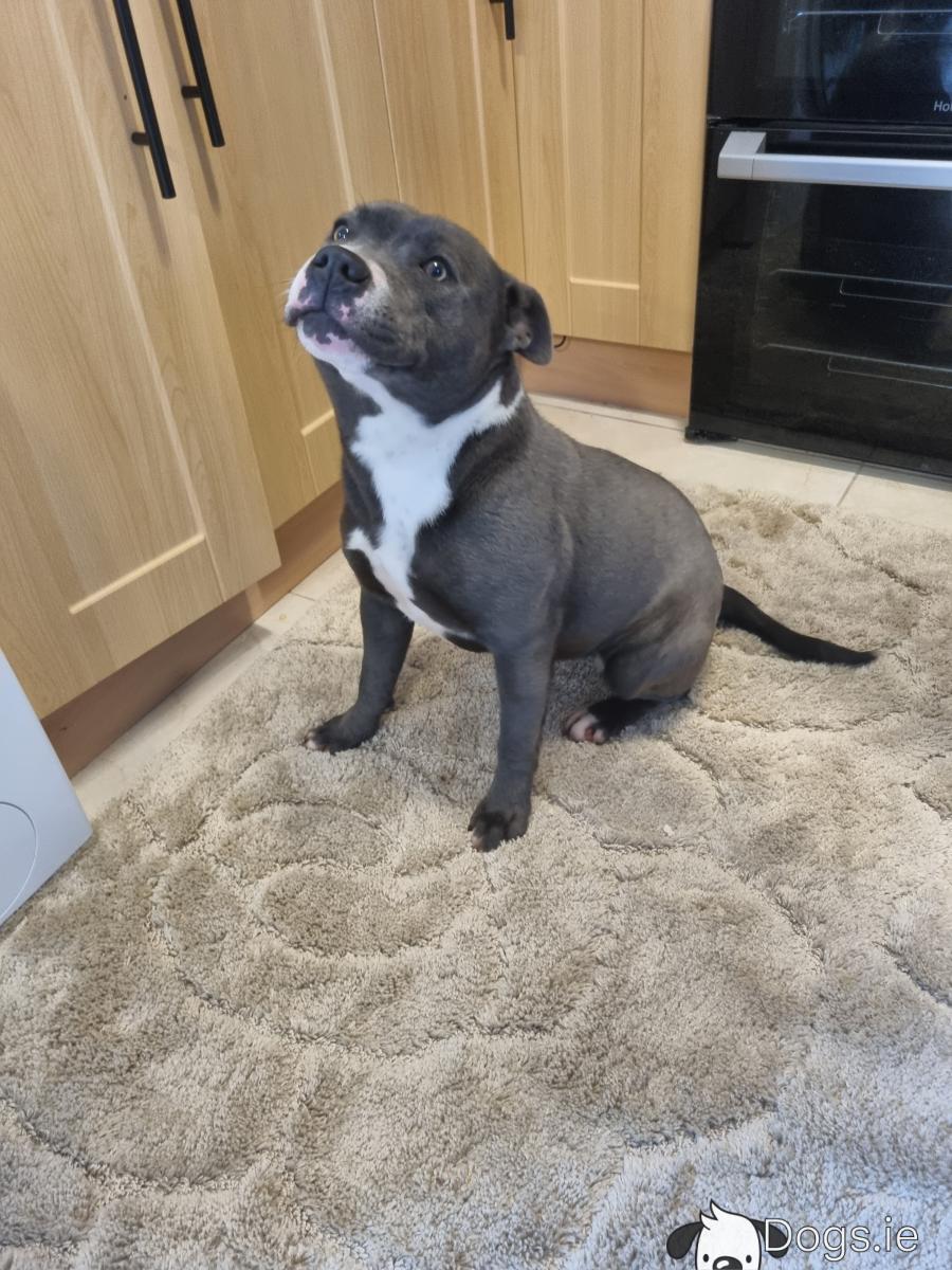 Female Staffordshire Bull Terrier in Down - dogs.ie