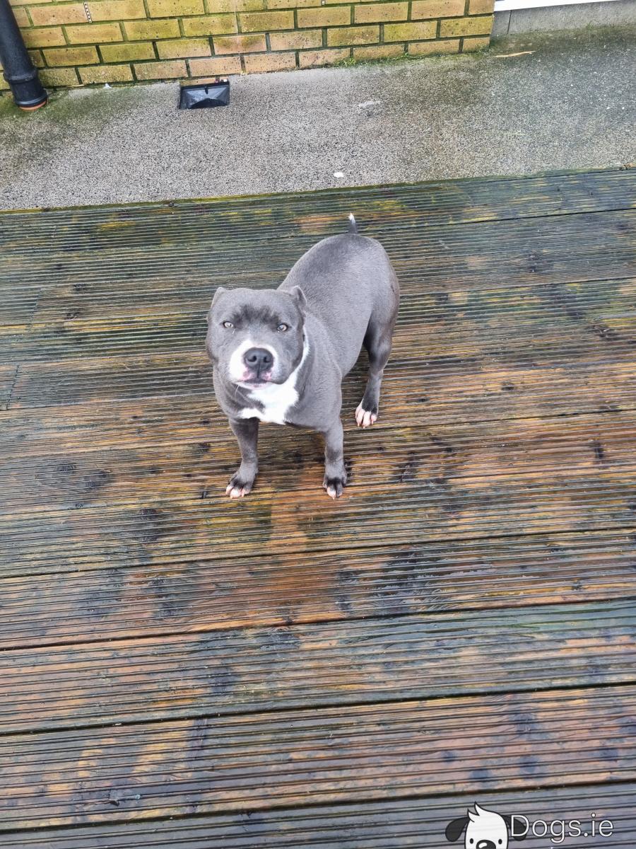 Female Staffordshire Bull Terrier in Down - dogs.ie