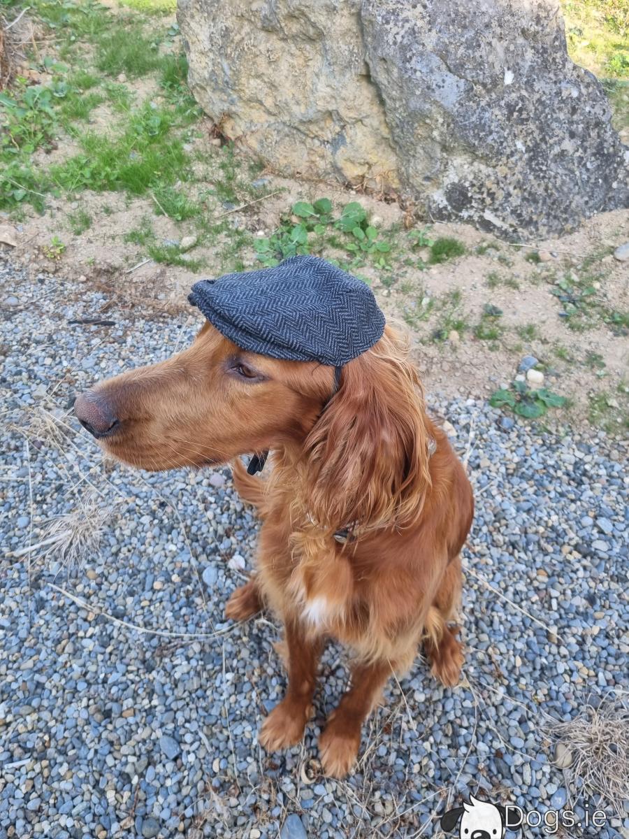 Male Irish Red Setter in Tipperary for Rehoming - dogs.ie