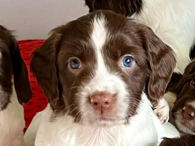 Springer Spaniel dogs for sale in Ireland - dogs.ie