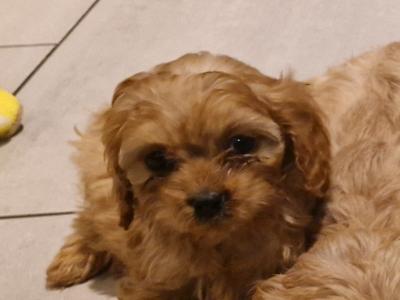 Puppies & Dogs for sale in Ireland - Dogs.ie - dogs.ie