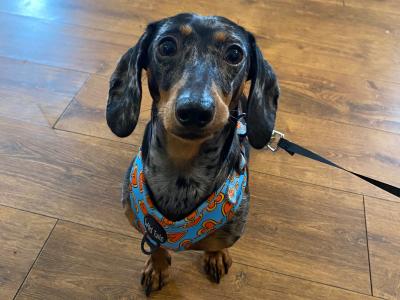 Puppies & Dogs for sale in Ireland - Dogs.ie - dogs.ie