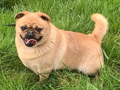 Pug dogs for sale in Ireland - dogs.ie