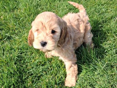 Puppies & Dogs for sale in Ireland - Dogs.ie - dogs.ie