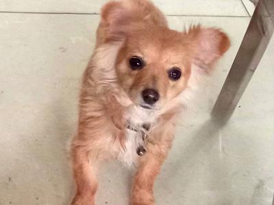 Puppies & Dogs for sale in Ireland - Dogs.ie - dogs.ie
