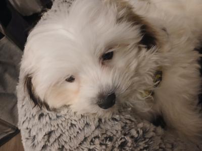 Puppies & Dogs for sale in Ireland - Dogs.ie - dogs.ie