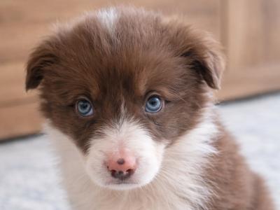 Border Collie dogs for sale in Ireland - dogs.ie