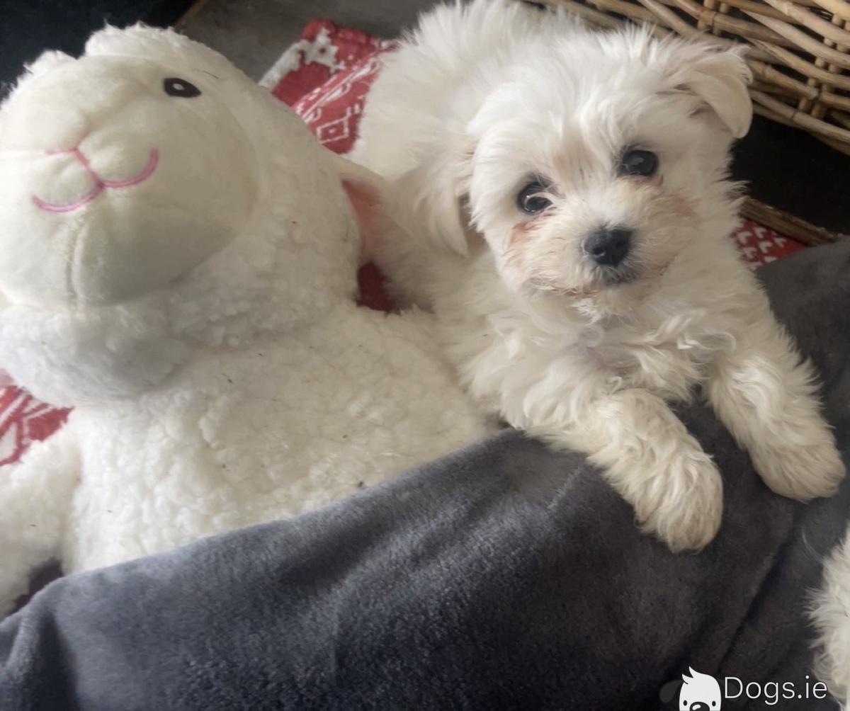 Miniature Maltese puppies in Carlow - (Toilet Trained) - dogs.ie