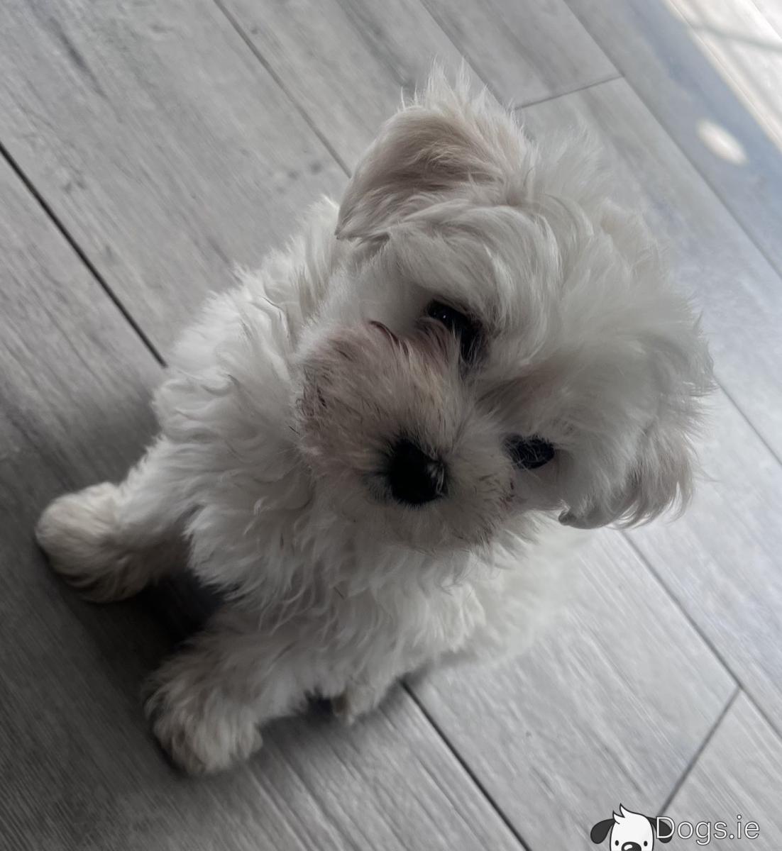 Miniature Maltese puppies in Carlow - (Toilet Trained) - dogs.ie