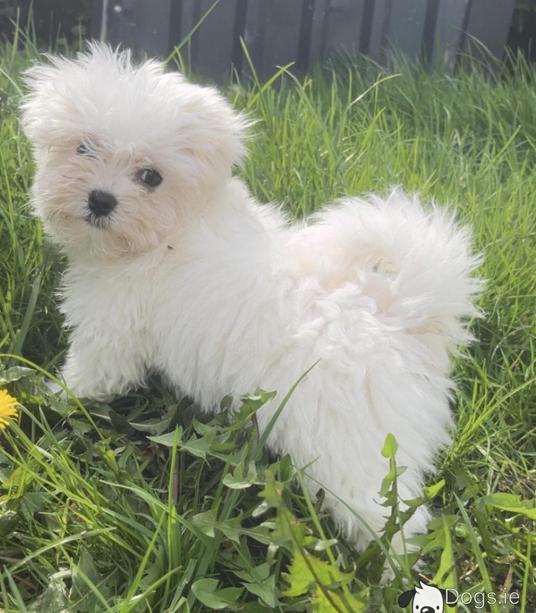 Miniature Maltese puppies in Carlow - (Toilet Trained) - dogs.ie