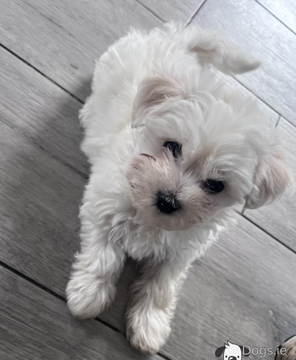 Miniature Maltese puppies in Carlow - (Toilet Trained) - dogs.ie