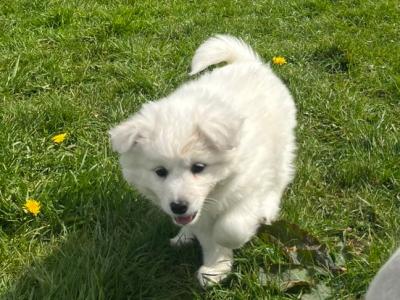 Pomeranian dogs for sale in Ireland - dogs.ie