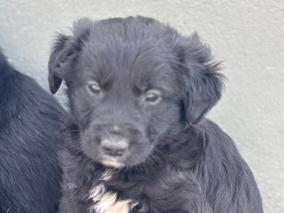 Border Collie dogs for sale in Ireland - dogs.ie