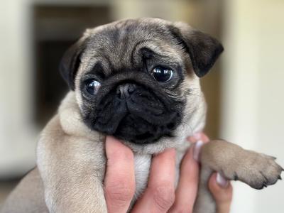 Pug dogs for sale in Ireland - dogs.ie