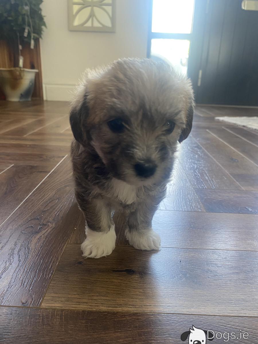 2 female Yorkshire Terrier x Bichon Frise puppies in Wexford - 10 weeks ...