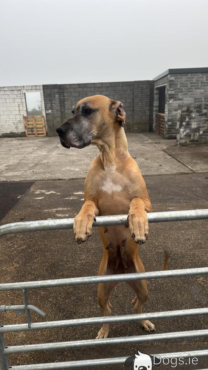 IKC Registered Great Dane puppies in Galway - dogs.ie