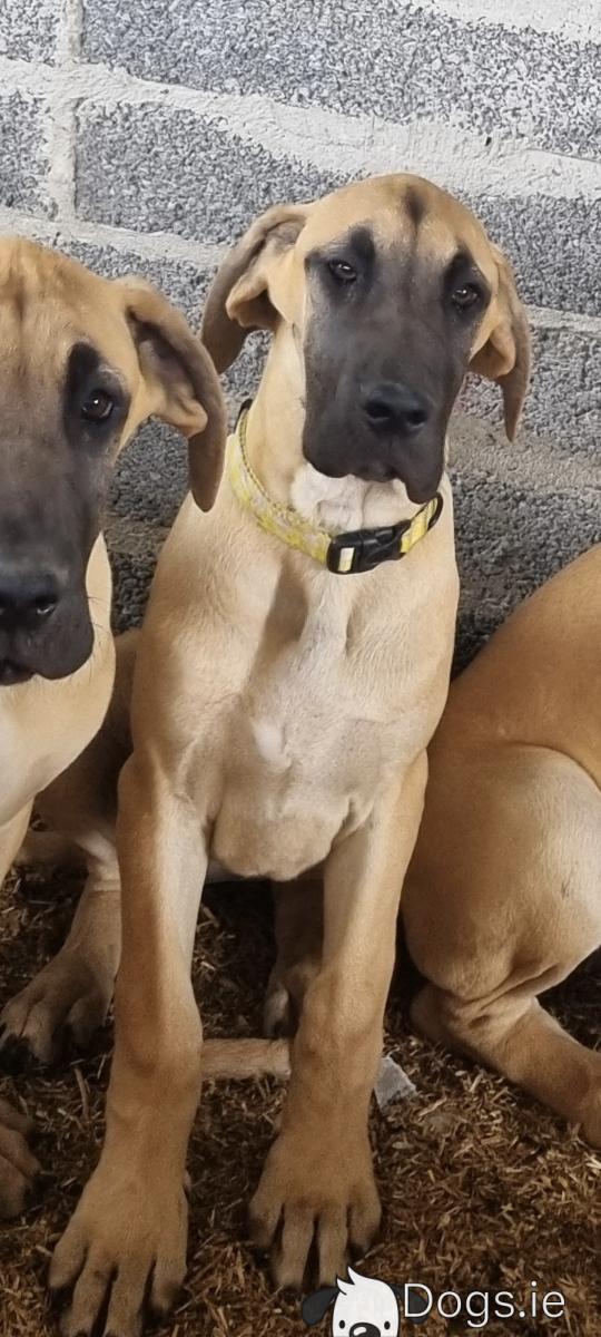 IKC Registered Great Dane puppies in Galway - dogs.ie