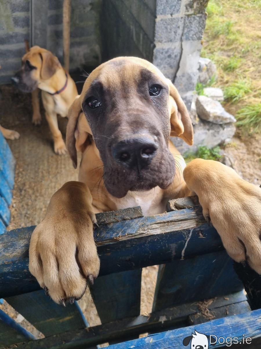 IKC Registered Great Dane puppies in Galway - dogs.ie