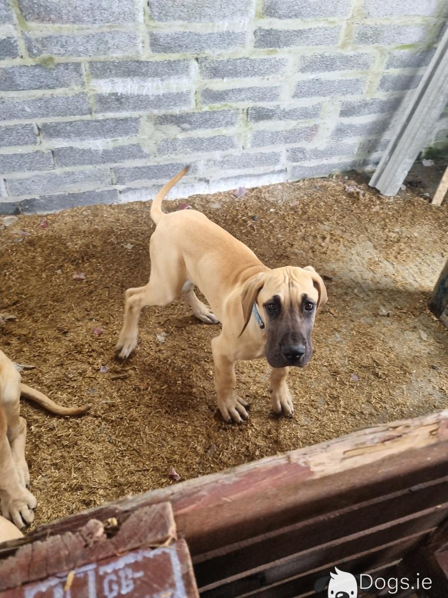 IKC Registered Great Dane puppies in Galway - dogs.ie