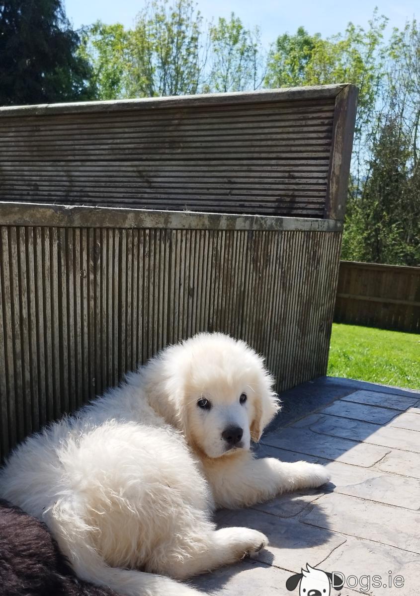Champion Bloodline Pedigree Tatra Shepherd puppies - dogs.ie
