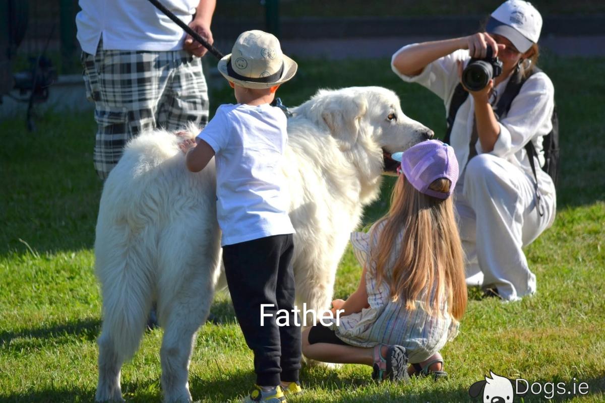 Champion Bloodline Pedigree Tatra Shepherd puppies - dogs.ie