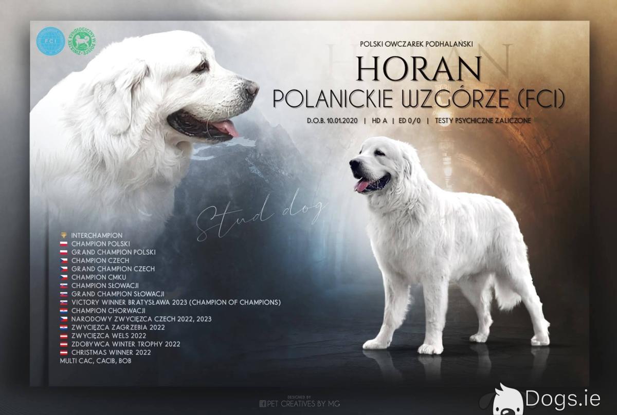 Champion Bloodline Pedigree Tatra Shepherd puppies - dogs.ie