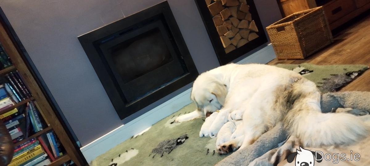 Champion Bloodline Pedigree Tatra Shepherd puppies - dogs.ie
