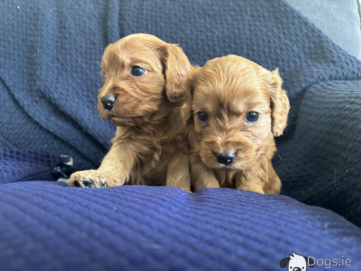 Golden Doodle x Cavalier King Charles puppies in Longford - dogs.ie