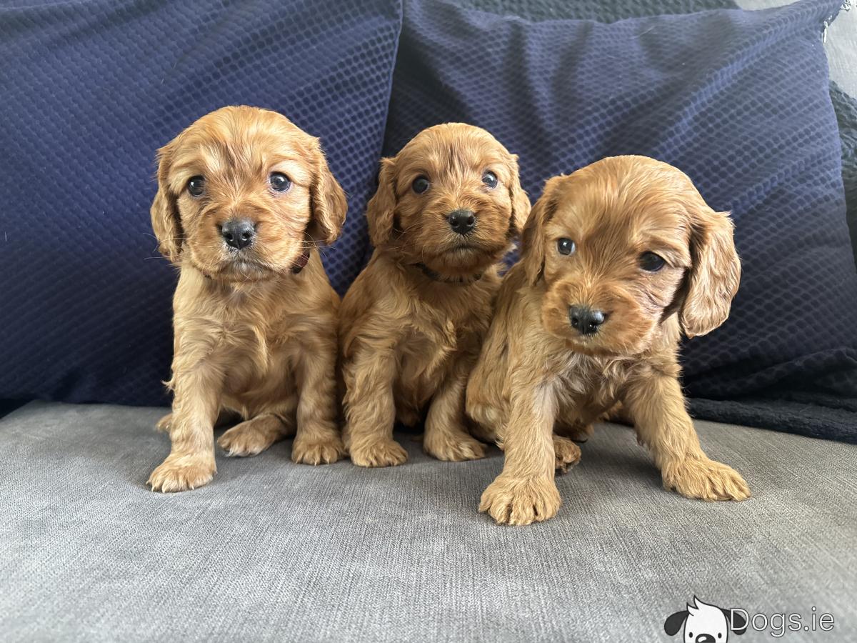 Golden Doodle x Cavalier King Charles puppies in Longford - dogs.ie