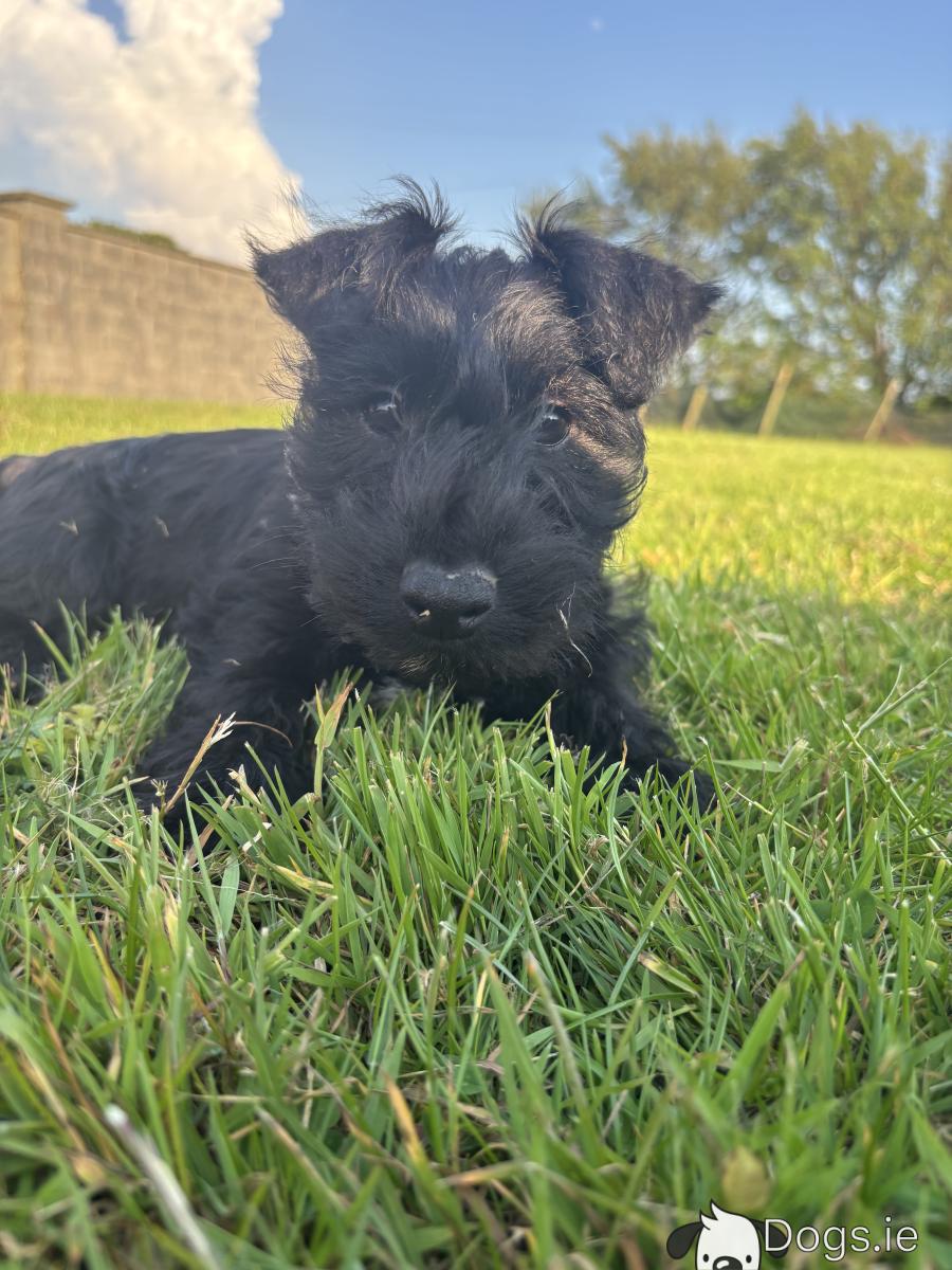 Gentle and Affectionate Schnauzer X Scottish Terrier female - dogs.ie