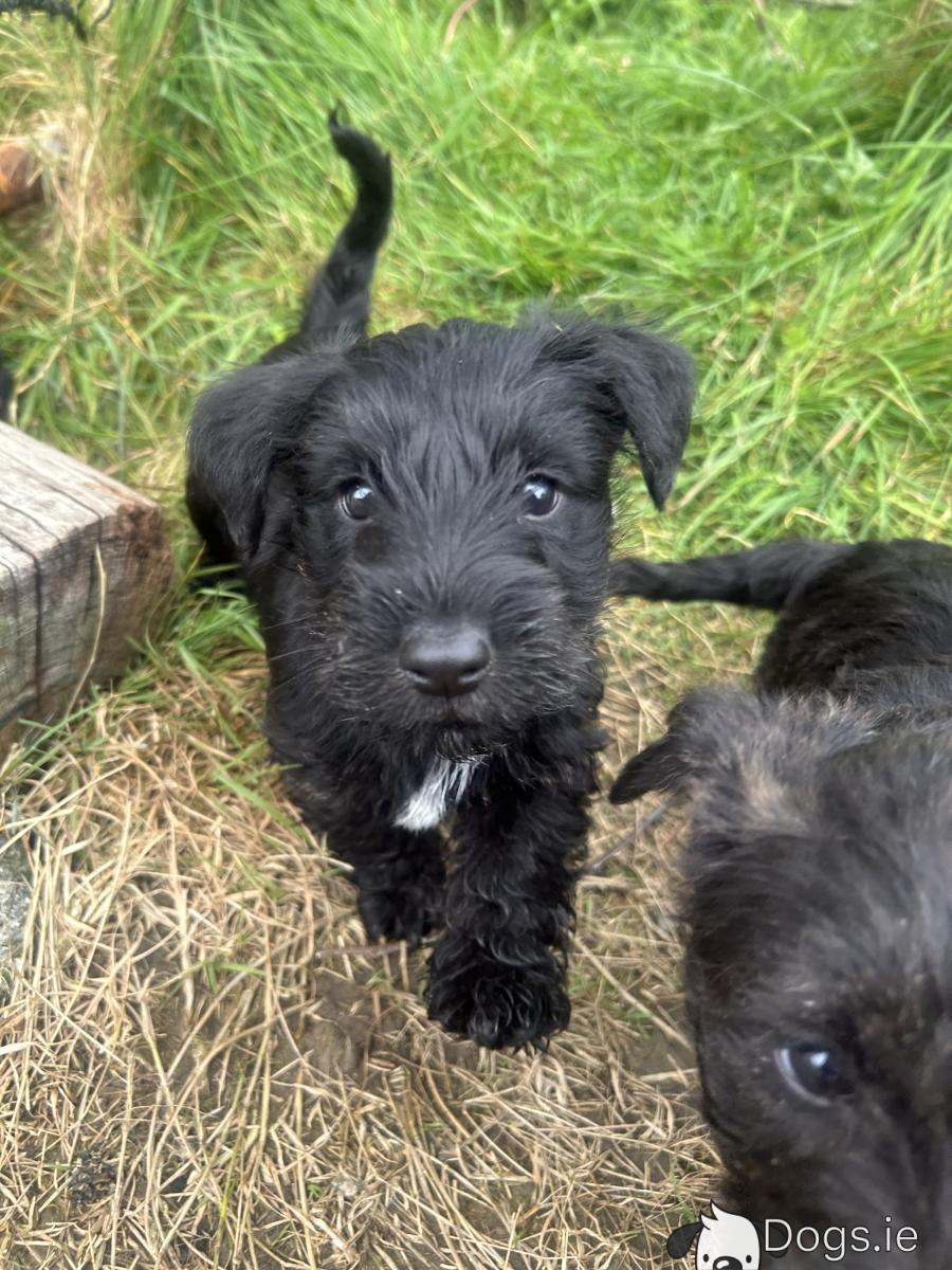 Gentle and Affectionate Schnauzer X Scottish Terrier female - dogs.ie